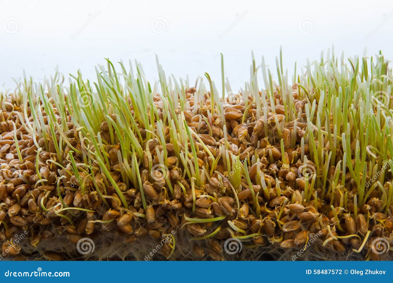 Grains of Sprouted Wheat Close-up Stock Photo - Image of plant, cereal ...