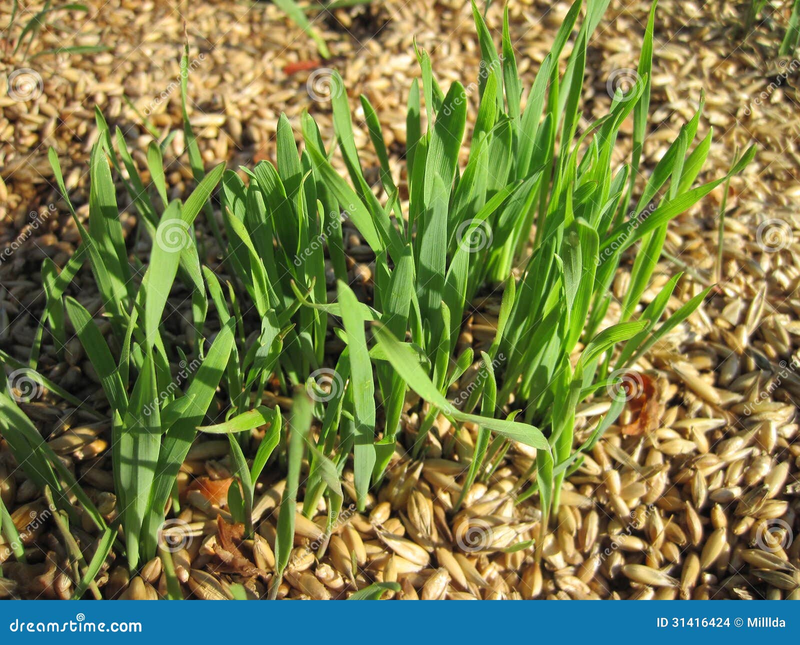 Grains sprouts stock photo. Image of sprout, closeup - 31416424