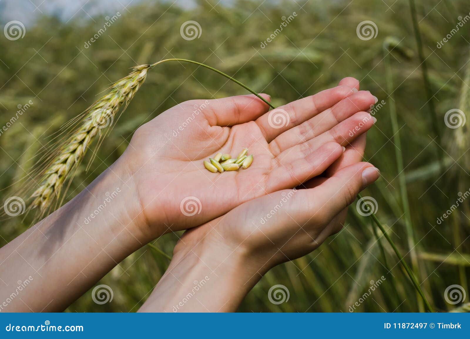 Grains of wheat stock image. Image of human, spikelet - 11872497