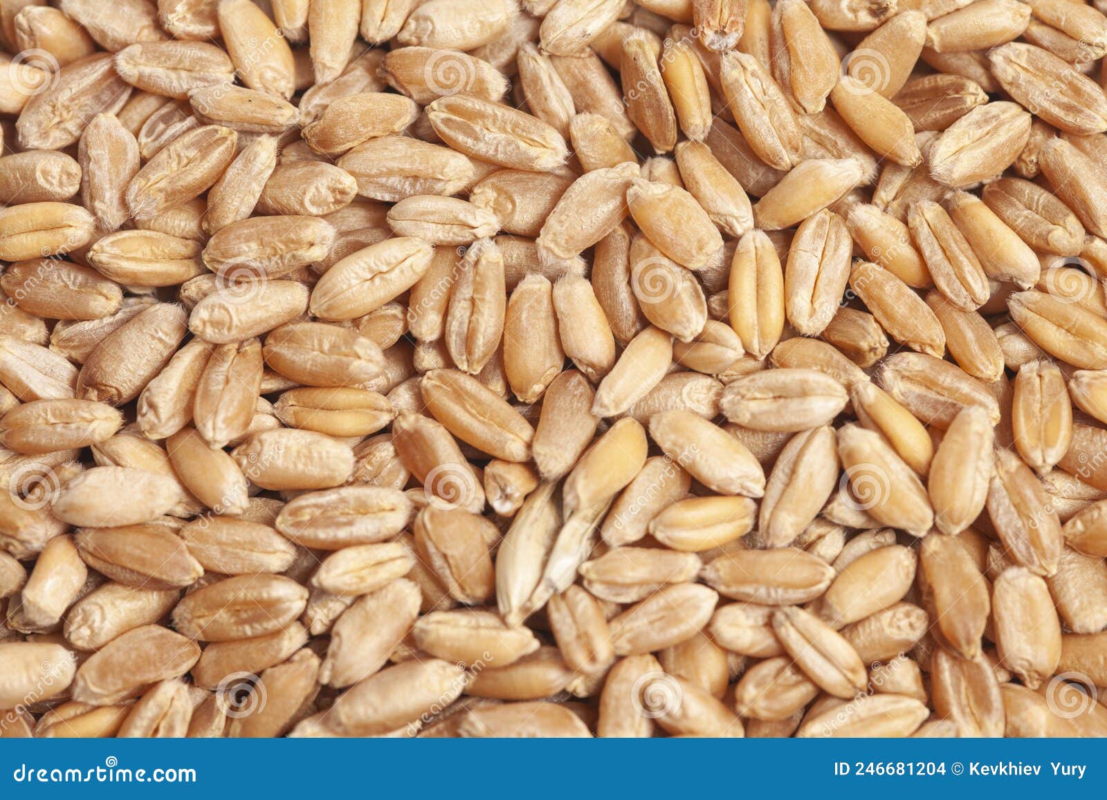 Grains of Wheat Background Texture, Top View Stock Photo - Image of ...