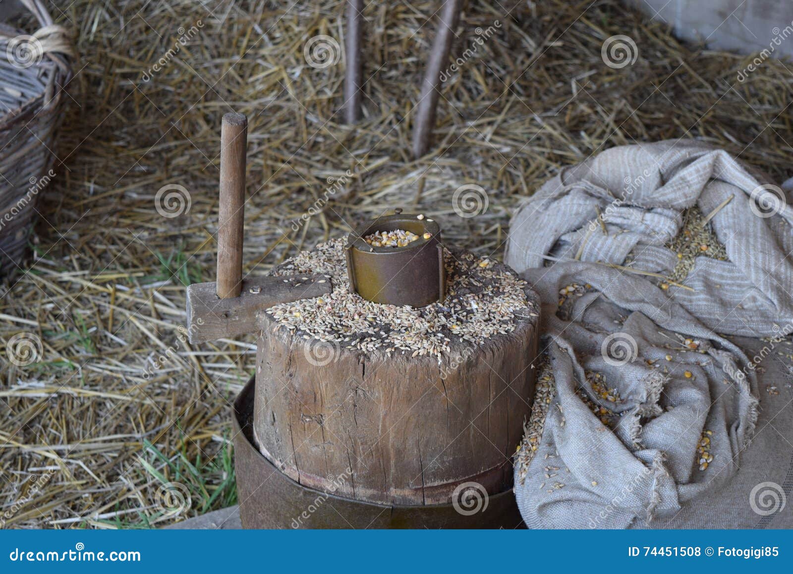 Grains of Wheat and Corn on a Stump Stock Photo - Image of grain, rural ...