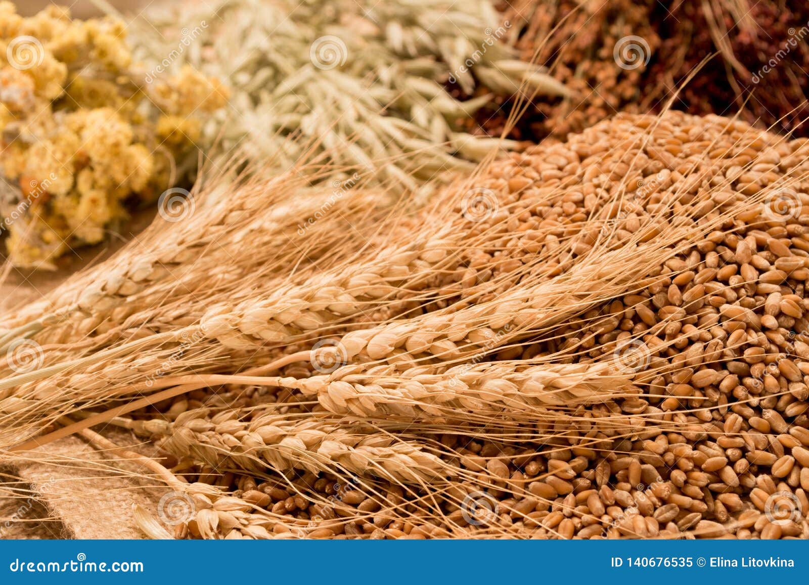 Grains and wheat ears stock image. Image of corn, collection - 140676535 Grains and wheat ears stock image. Image of corn, collection - 140676535
