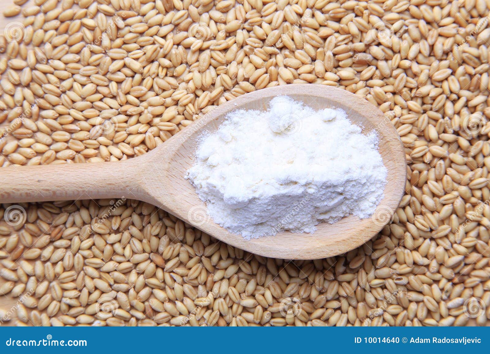 Grains of wheat and flour stock photo. Image of cereal - 10014640