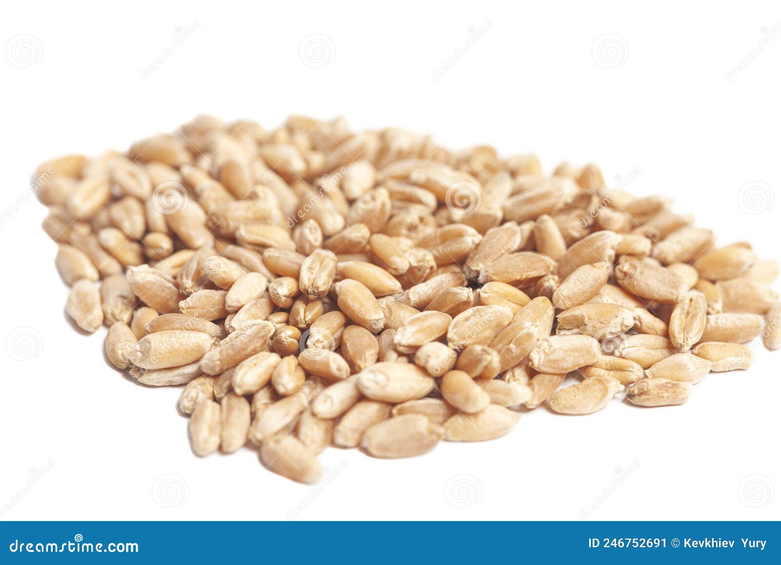 Grains of Wheat Isolated on White Background. Stock Image - Image of ...