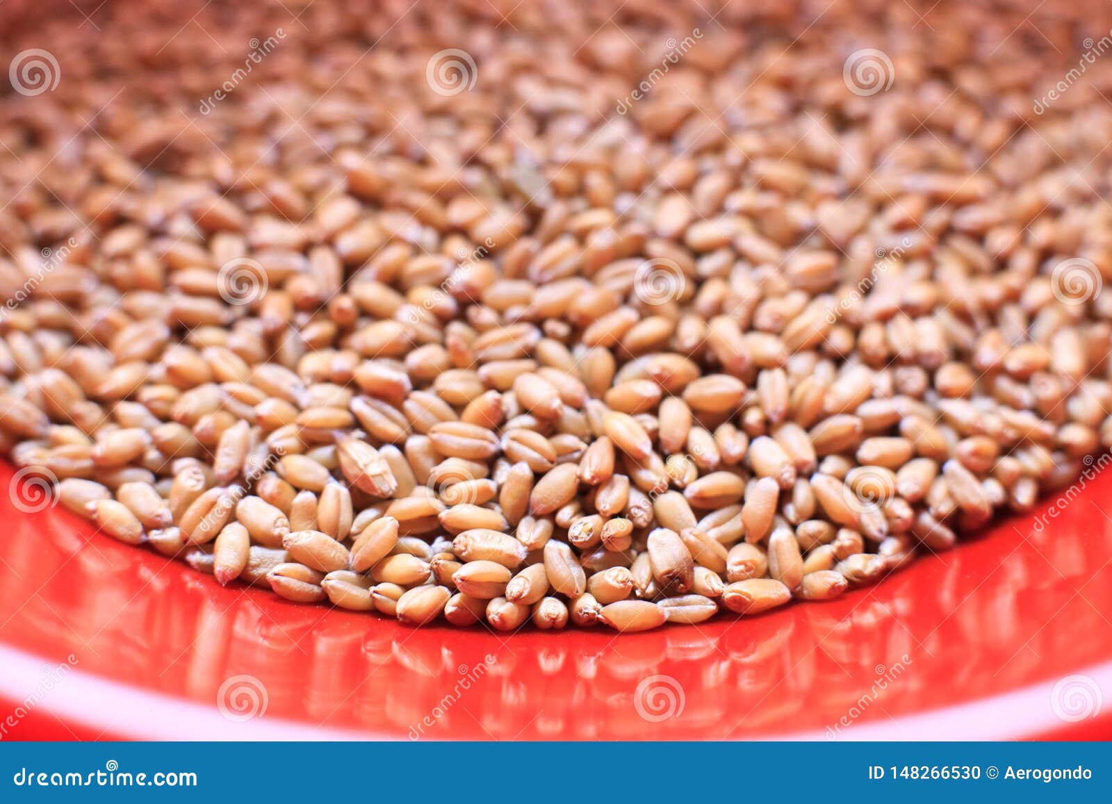 Grains of Wheat Pouring Out of Container Stock Photo - Image of grains ...