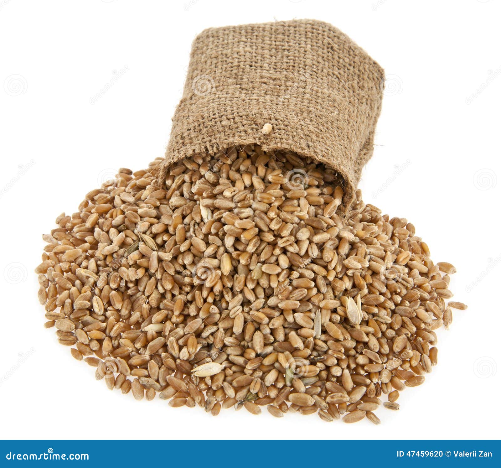 Grains of wheat in a sack stock photo. Image of groats - 47459620