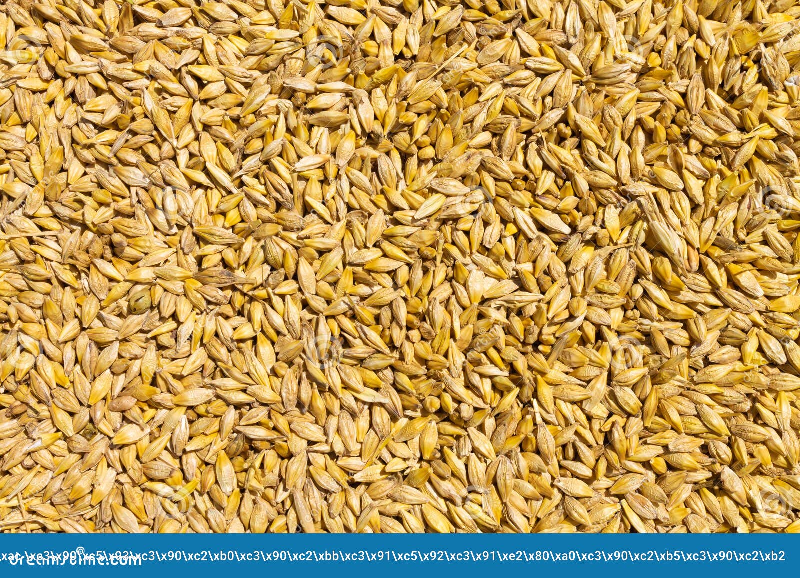 Grains of Wheat. Top View Wheat Stock Image - Image of horizontal ...