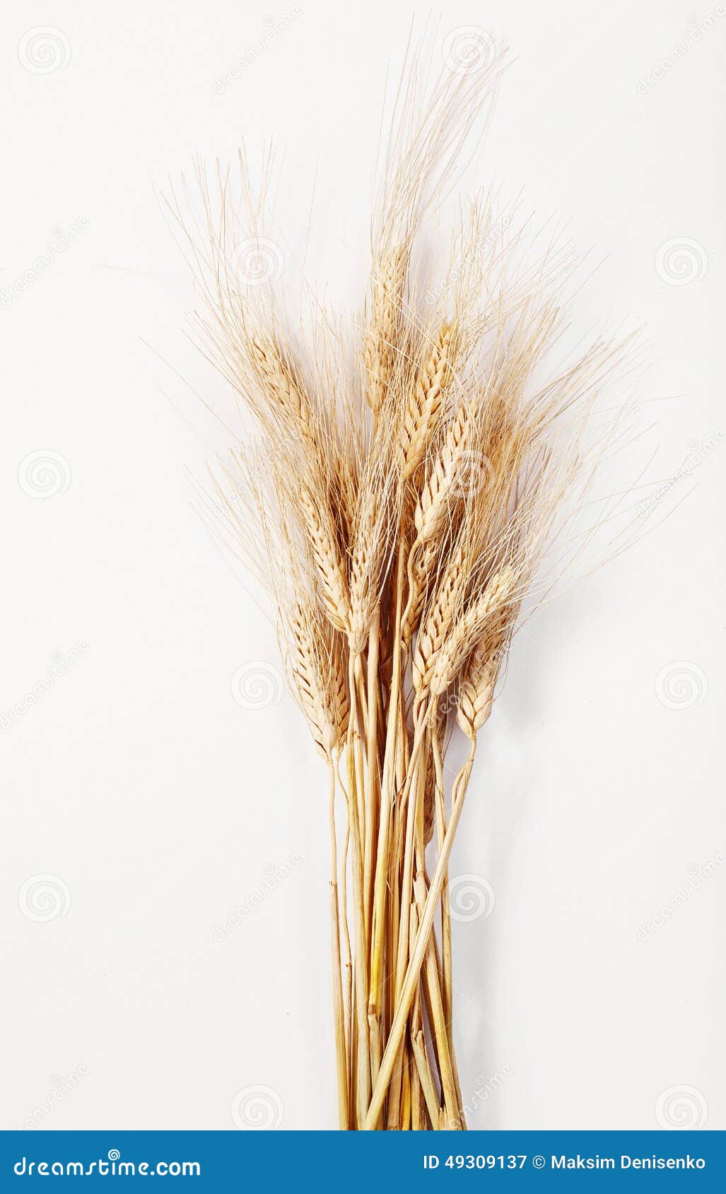 Grains of wheat topview stock image. Image of wheat, seed - 49309137