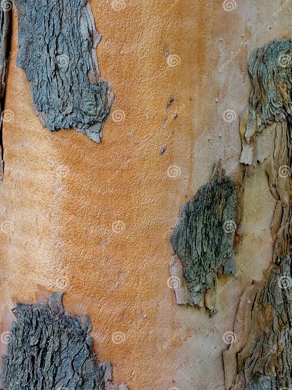 Grainy tree stock image. Image of wallpaper, trunk, rough - 37514939
