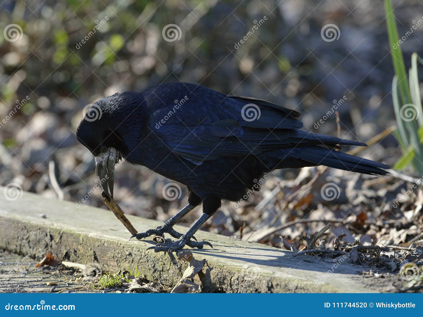 Grajo foto de archivo. Imagen de salvaje, fauna, pico - 111744520