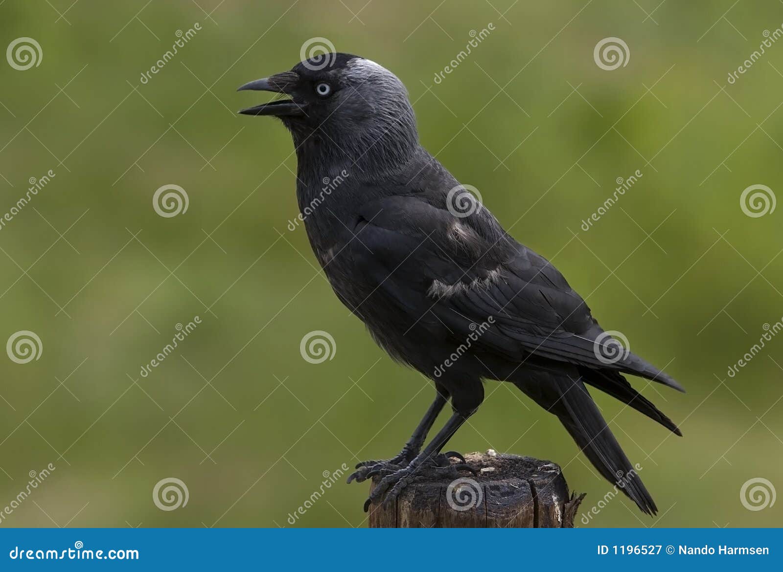 Grajo imagen de archivo. Imagen de cubo, corvus, birdwatch - 1196527