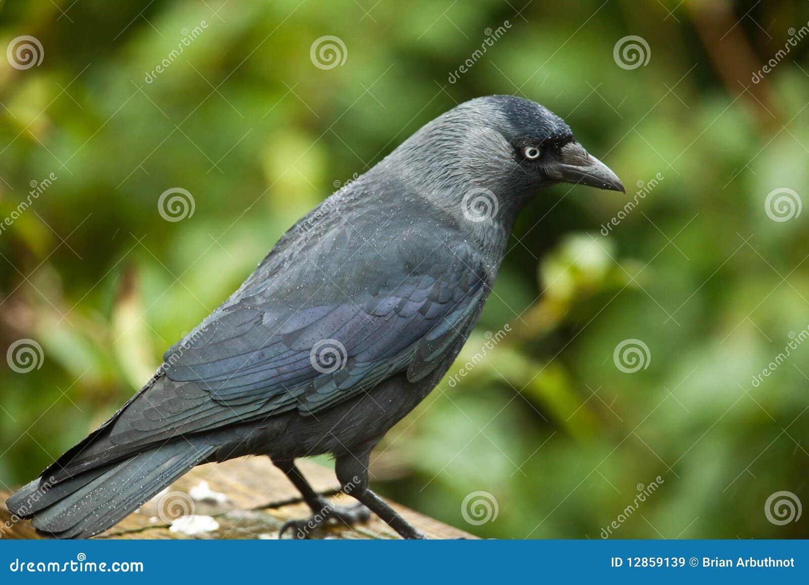 Grajo. imagen de archivo. Imagen de cuervos, cubo, corvus - 12859139