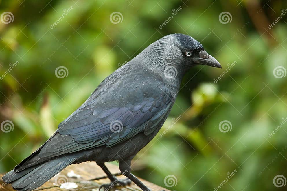 Grajo. imagen de archivo. Imagen de cuervos, cubo, corvus - 12859139