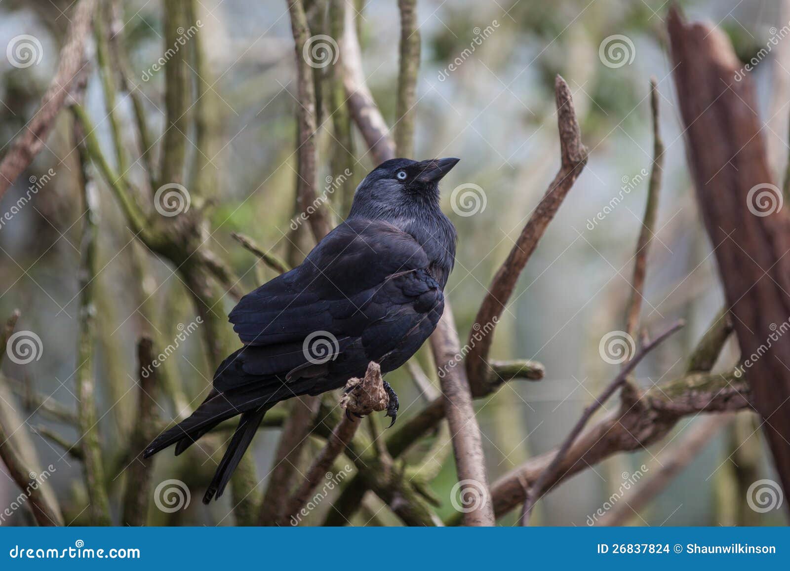 Grajo foto de archivo. Imagen de estrépito, fondo, grajo - 26837824