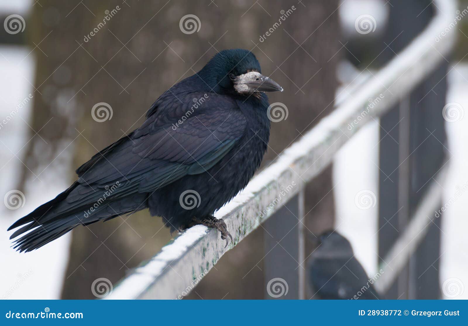 Grajo foto de archivo. Imagen de grajo, salvaje, cuervo - 28938772
