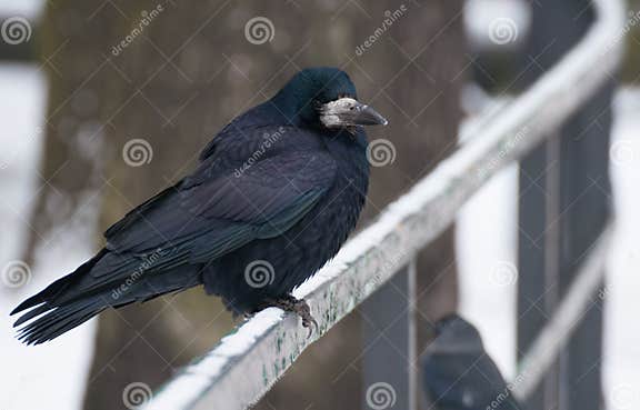 Grajo foto de archivo. Imagen de grajo, salvaje, cuervo - 28938772