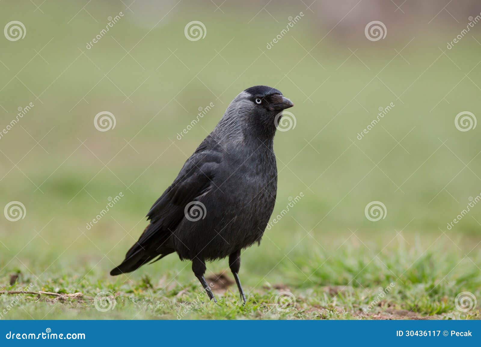 Grajo imagen de archivo. Imagen de retrato, avituallamiento - 30436117