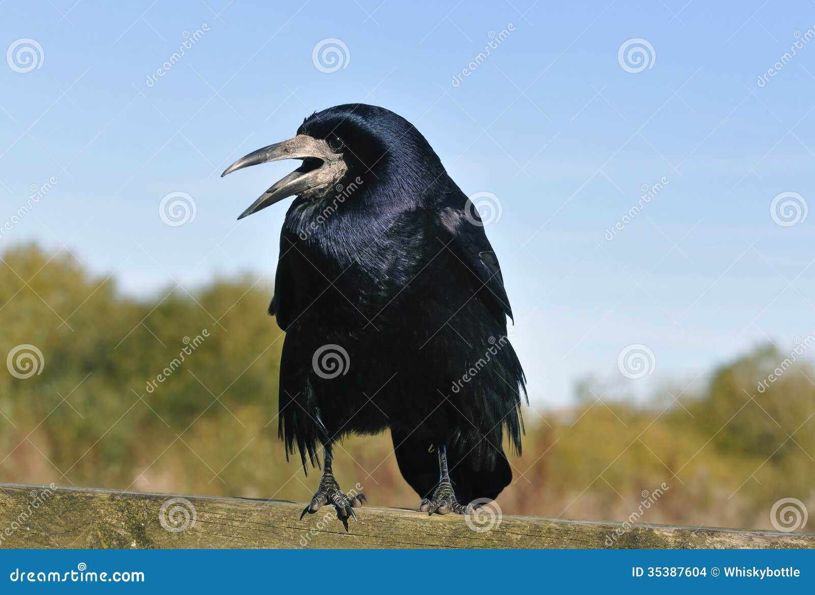 Grajo foto de archivo. Imagen de vertical, abierto, corvus - 35387604