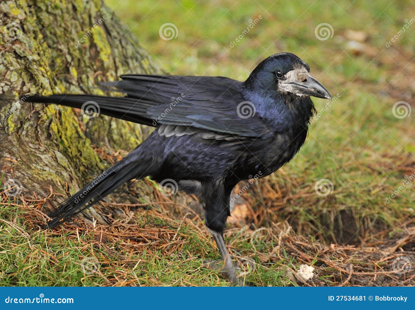 Grajo, Aterrizando (frugilegus Del Corvus) Imagen de archivo - Imagen ...