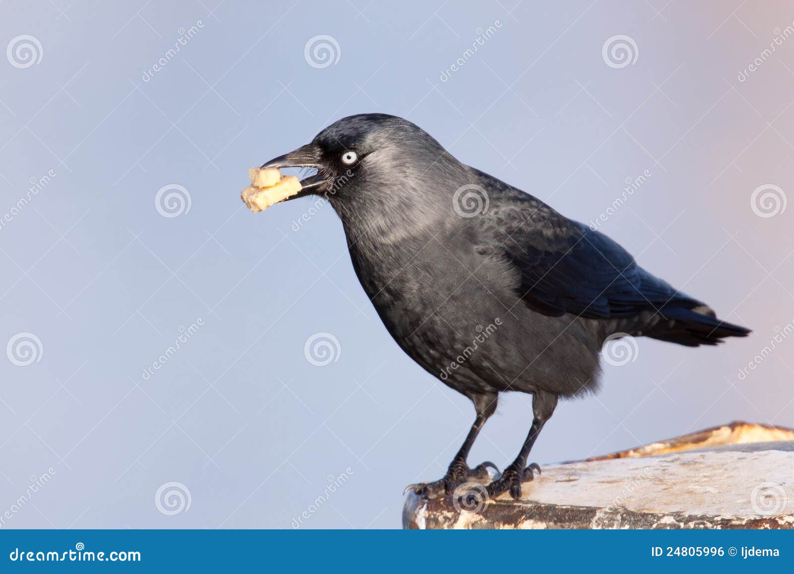 Grajo Con La Torta En Su Pico Foto de archivo - Imagen de madera ...