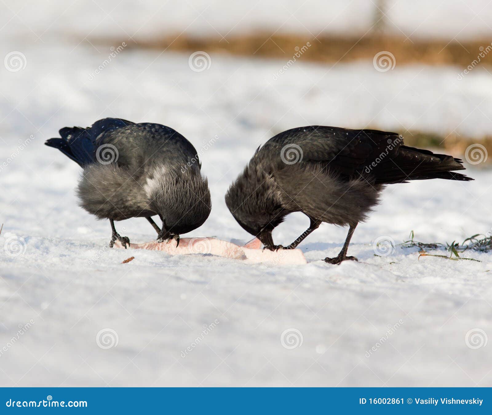 Grajo, Daw (monedula Del Corvus) Imagen de archivo - Imagen de exterior ...