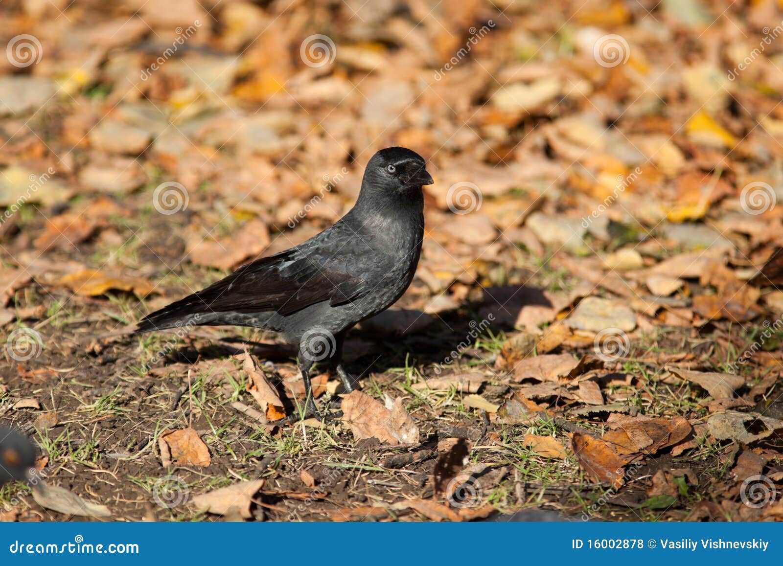 Grajo, Daw (monedula Del Corvus) Foto de archivo - Imagen de copia ...