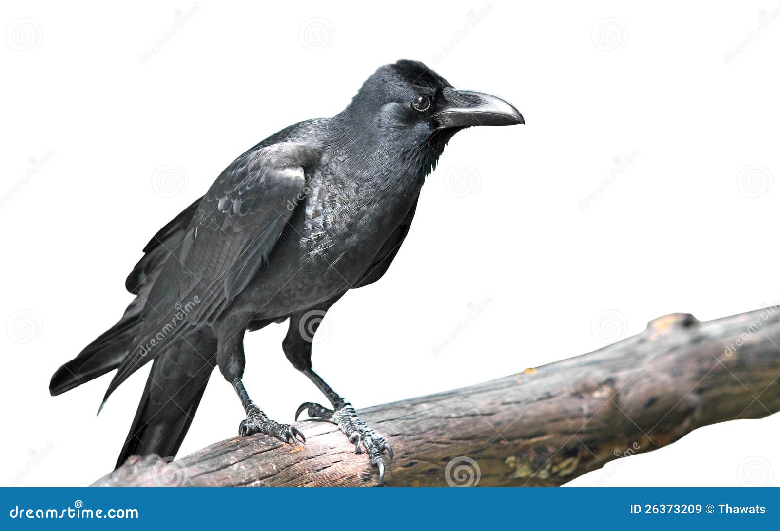 Grajo Del Primer Del Retrato Imagen de archivo - Imagen de negro ...