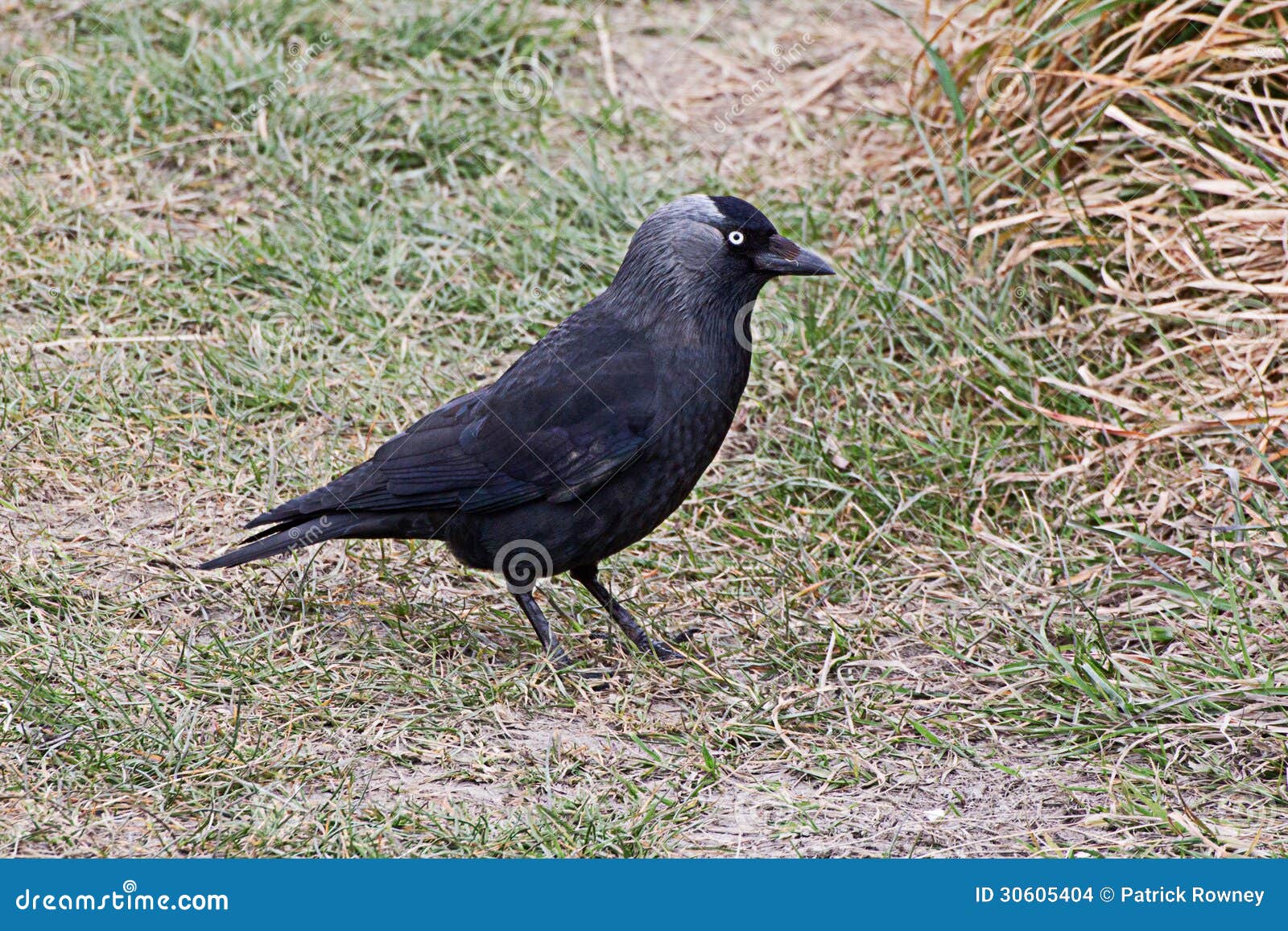 Grajo en cuesta herbosa foto de archivo. Imagen de grajo - 30605404