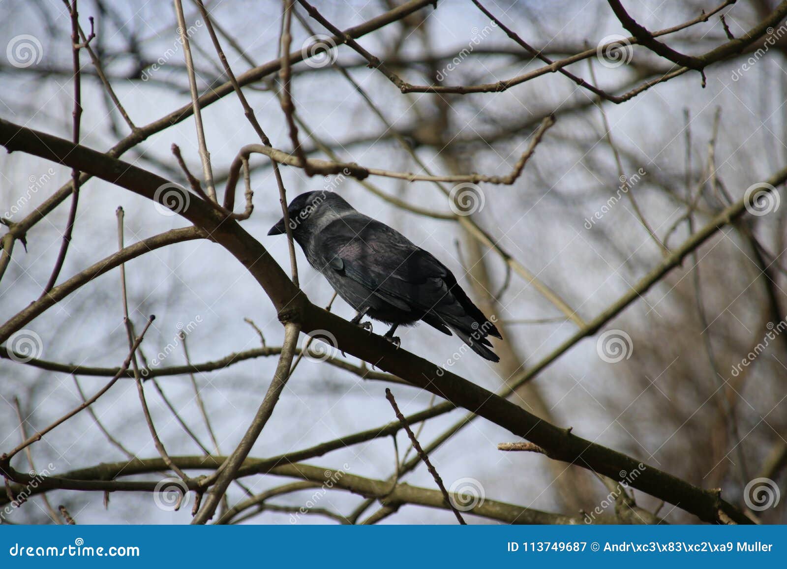 Grajo En El Bosque En La Isla De Brienenoord En Rotterdam Imagen de ...