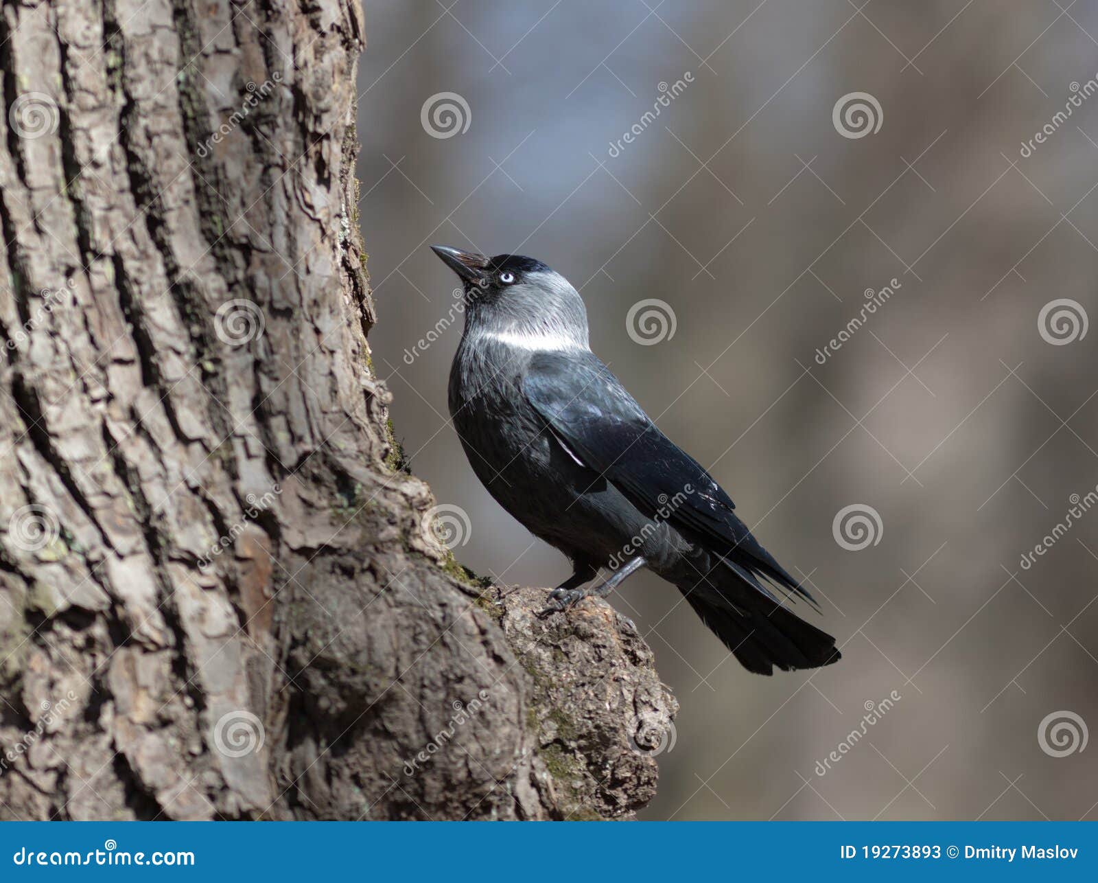 Grajo en un árbol imagen de archivo. Imagen de tronco - 19273893