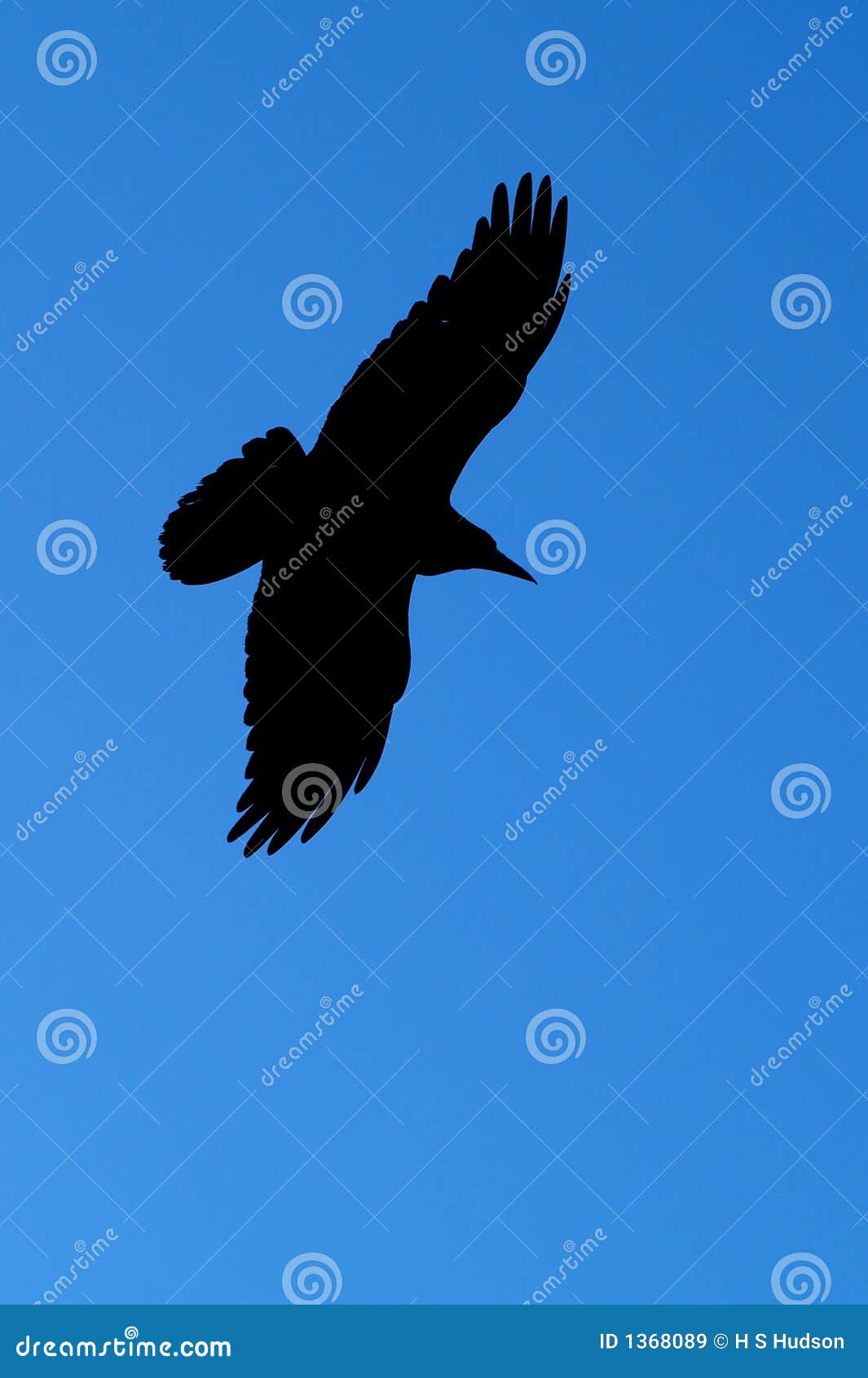 Grajo en vuelo imagen de archivo. Imagen de salvaje, corvus - 1368089