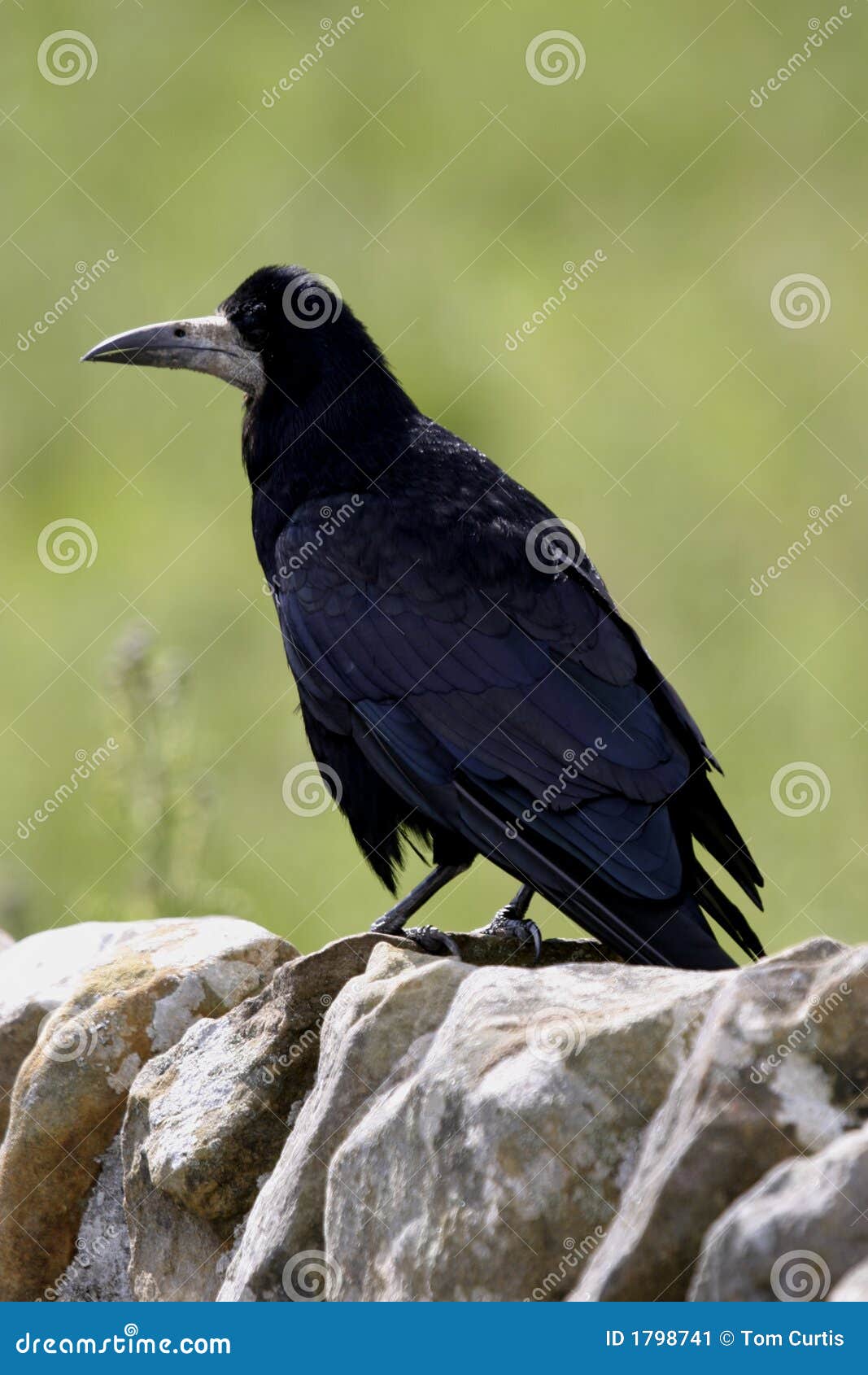 Grajo (frugilegus De Coryus) Imagen de archivo - Imagen de pico, pared ...