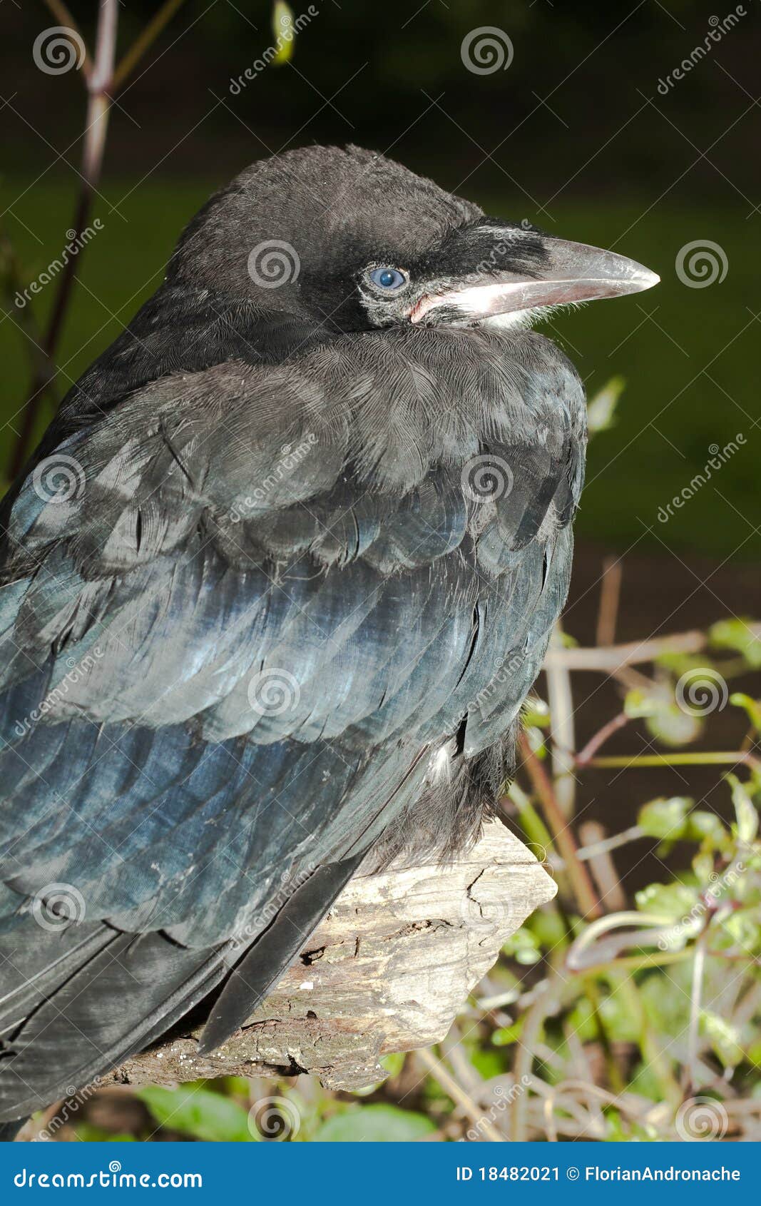 Grajo (frugilegus Del Corvus) Imagen de archivo - Imagen de grajo, cubo ...