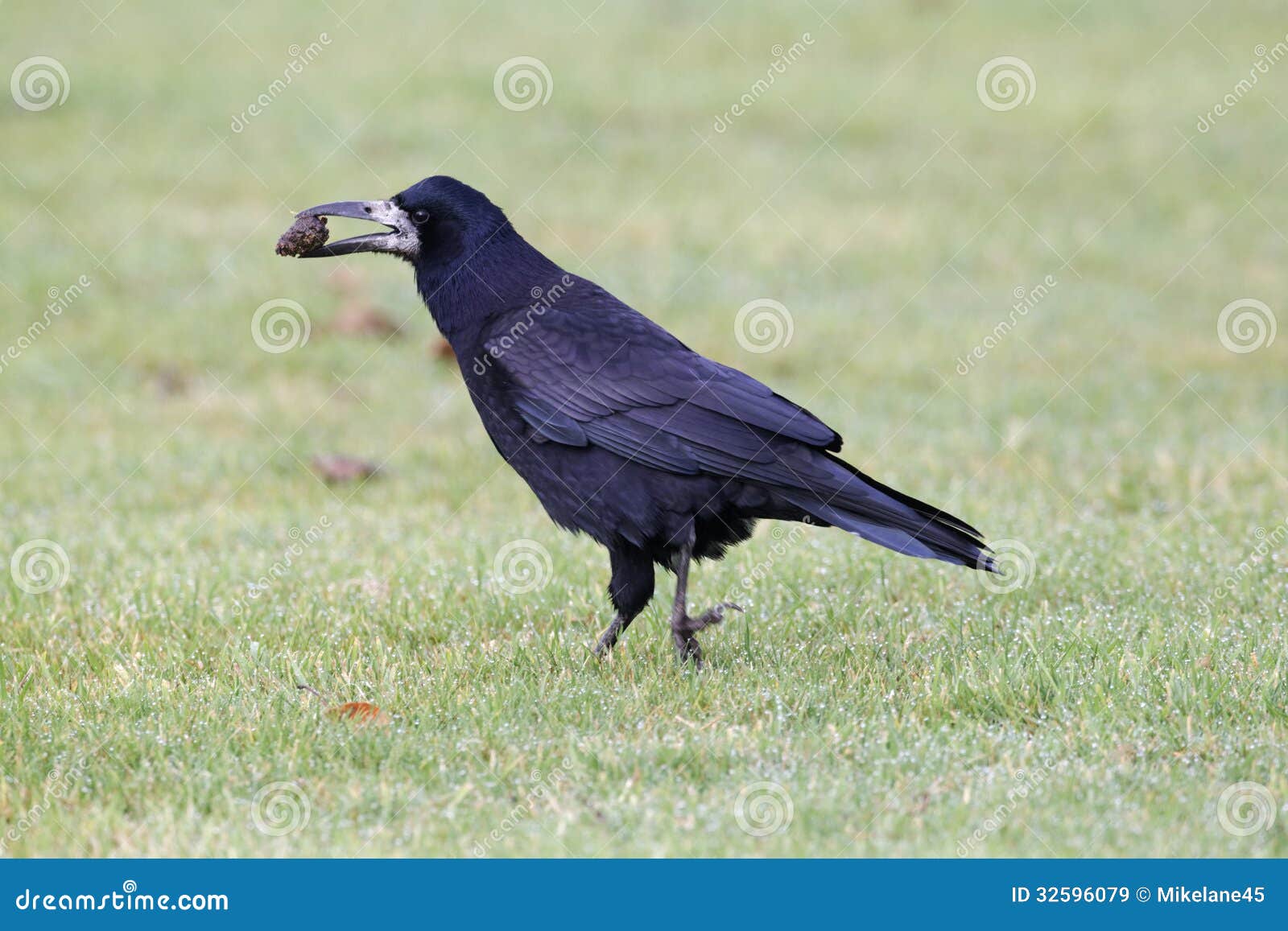 Grajo, Frugilegus Del Corvus Imagen de archivo - Imagen de grajo ...