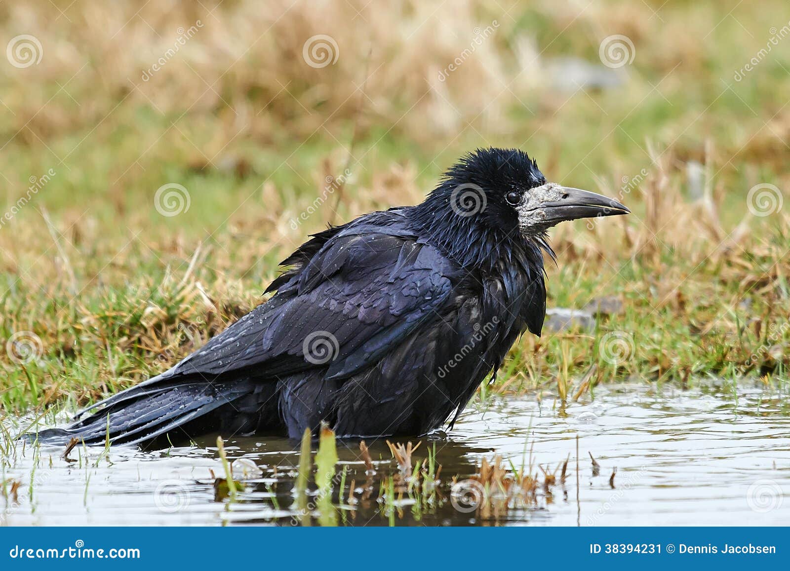 Grajo (frugilegus Del Corvus) Imagen de archivo - Imagen de fauna ...