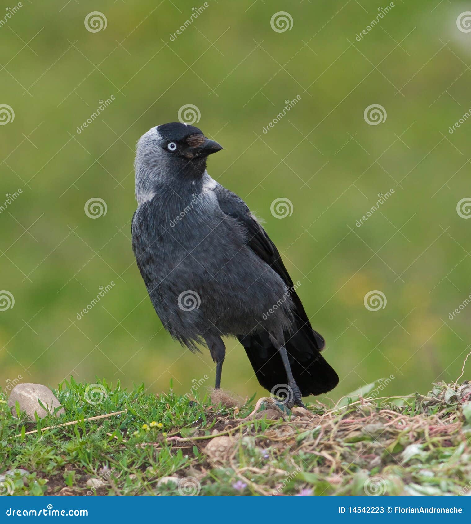 Grajo (monedula del Corvus imagen de archivo. Imagen de grajo - 14542223