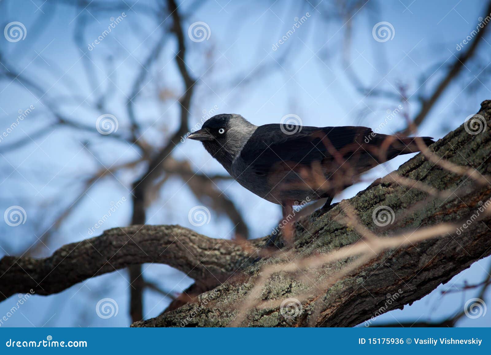 Grajo (monedula Del Corvus) Foto de archivo - Imagen de grajo, habitat ...