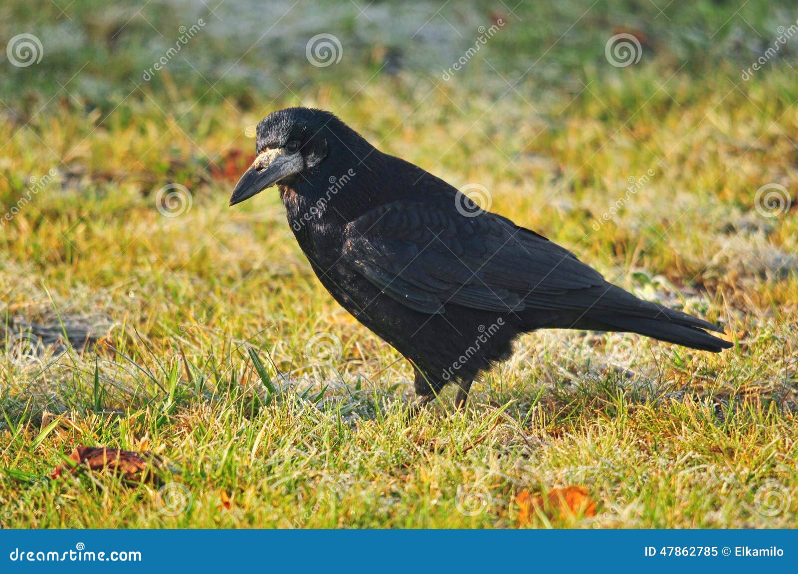 Grajo negro en la tierra imagen de archivo. Imagen de fauna - 47862785