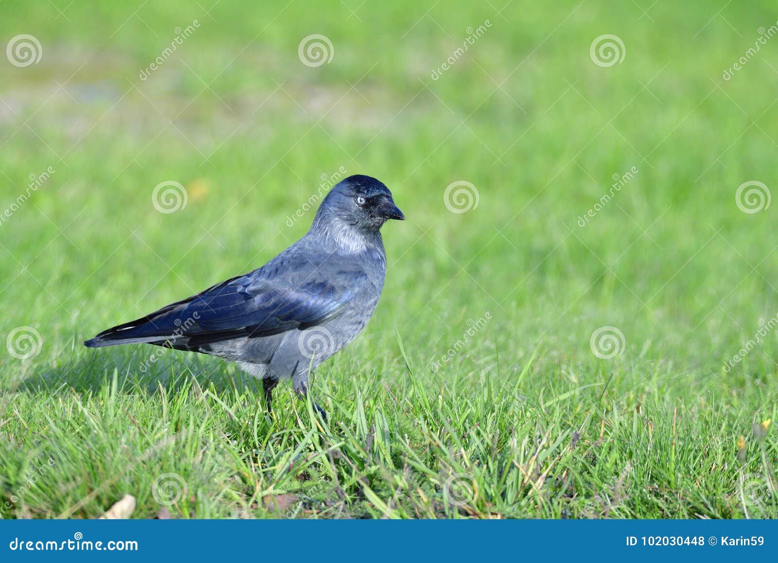 Grajo occidental foto de archivo. Imagen de europeo - 102030448