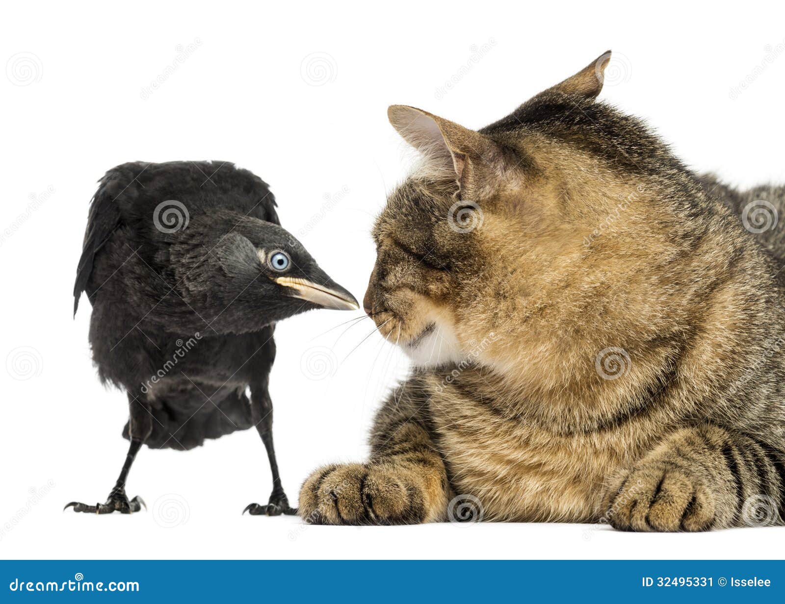 Grajo Occidental Y Gato Que Miran Uno a, Aislado Imagen de archivo ...