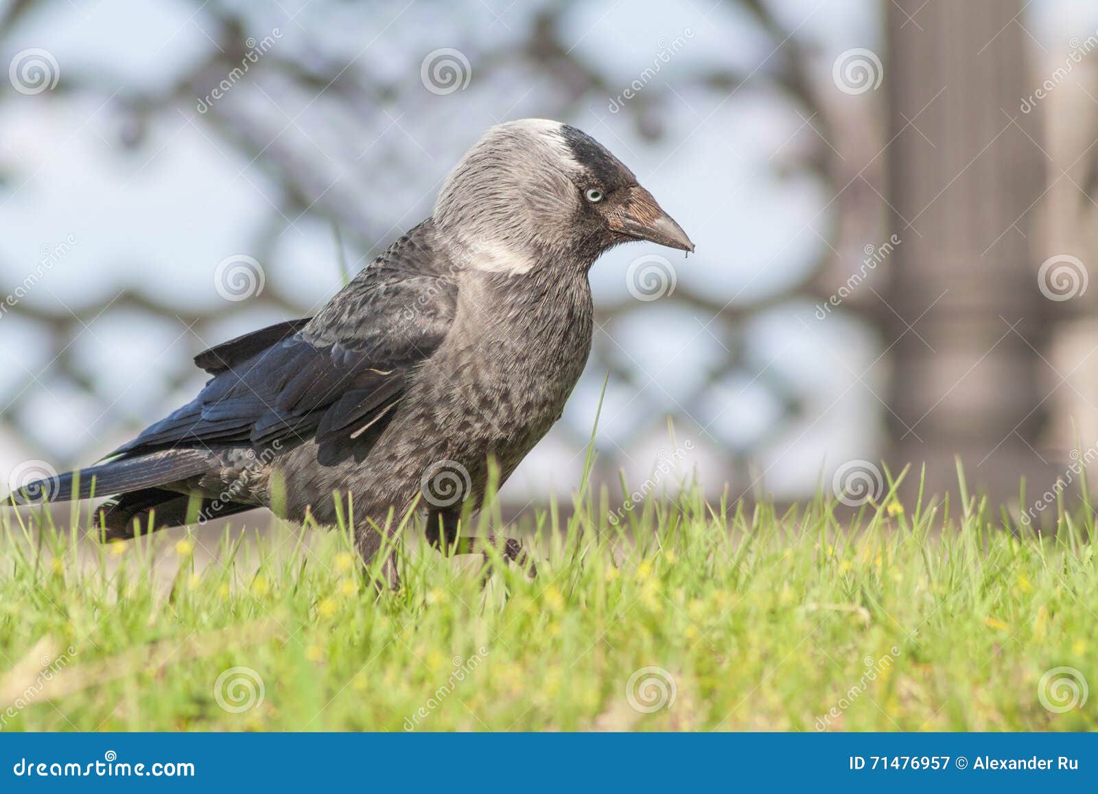Grajo Que Busca La Comida En La Hierba Imagen de archivo - Imagen de ...