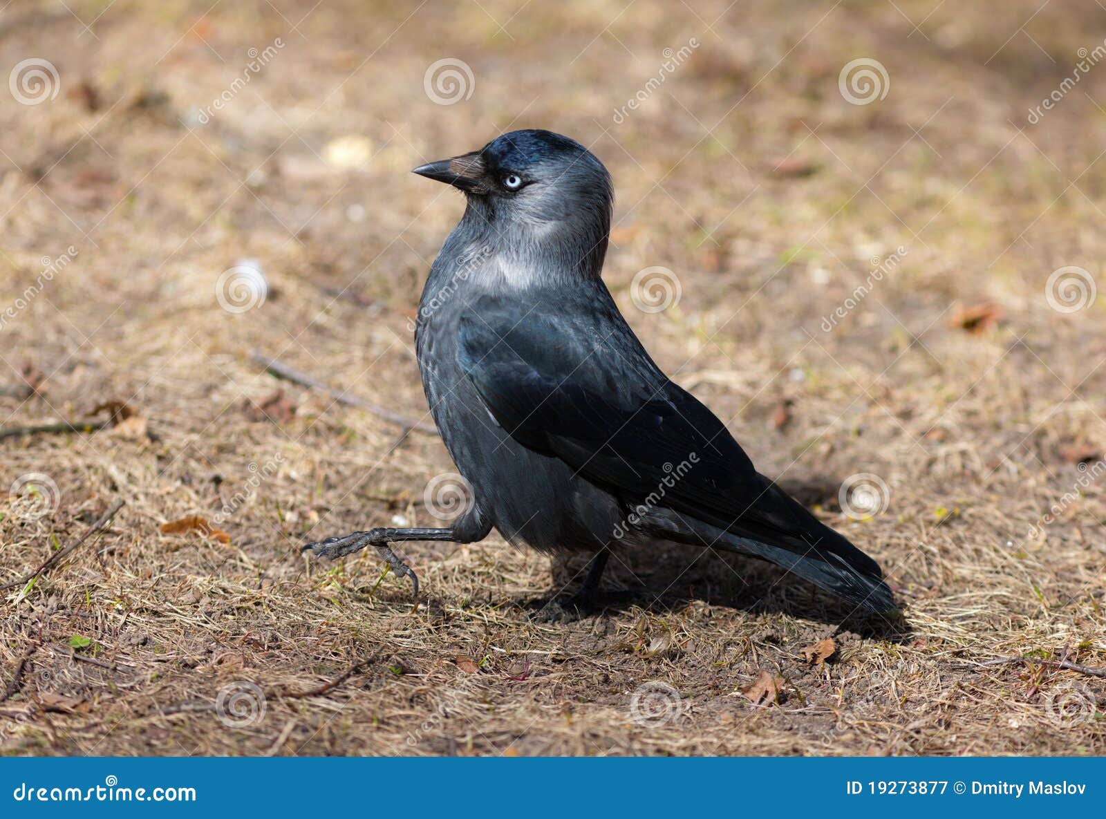 Grajo que recorre imagen de archivo. Imagen de caminata - 19273877