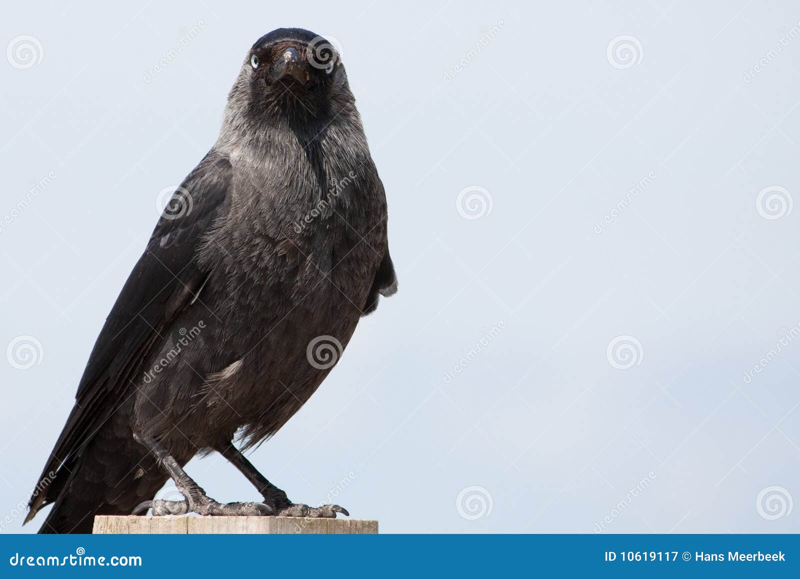 Grajo que se sienta imagen de archivo. Imagen de negro - 10619117