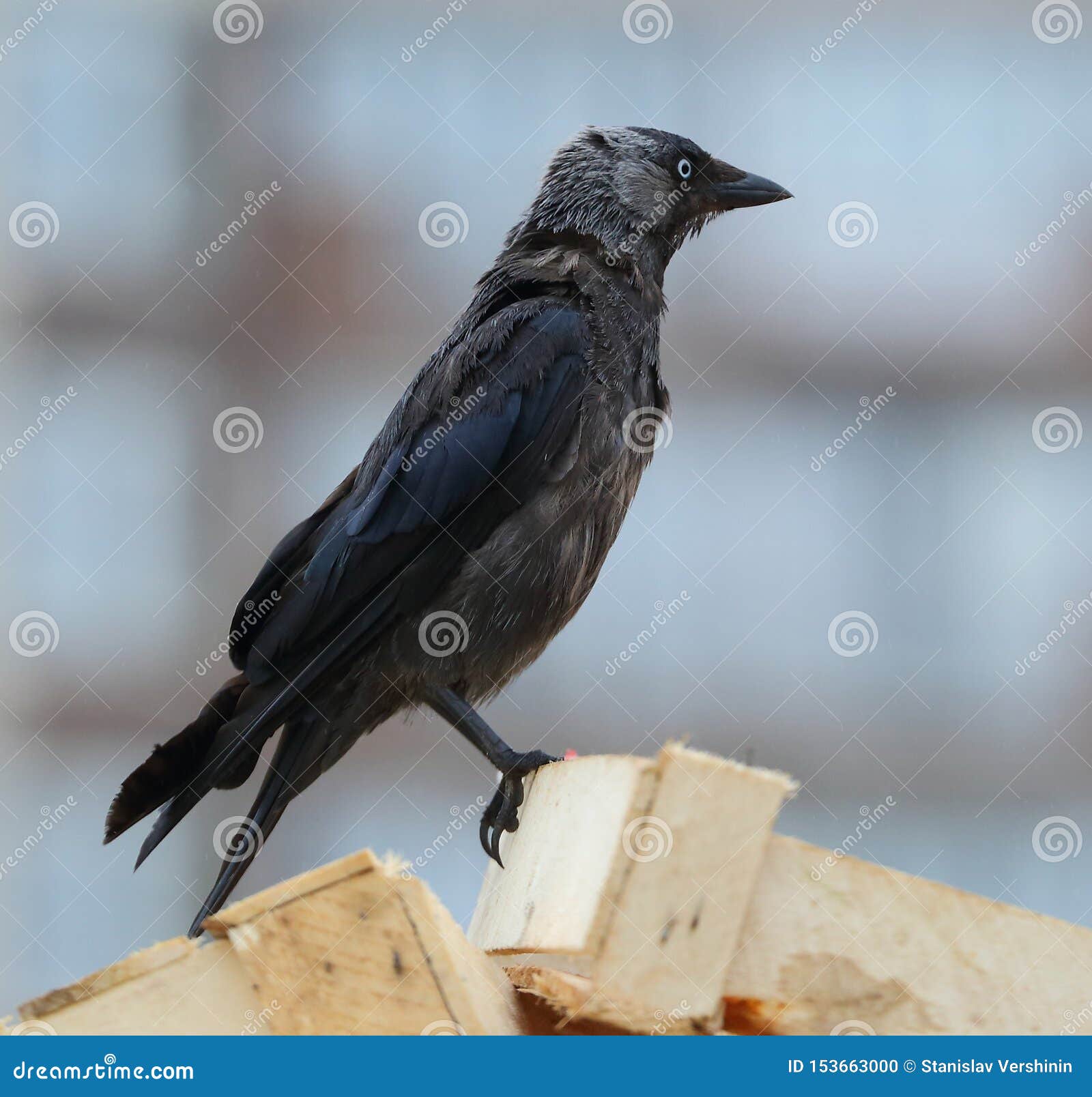 Grajo Que Se Sienta En Una Caja De Madera Quebrada Foto de archivo ...