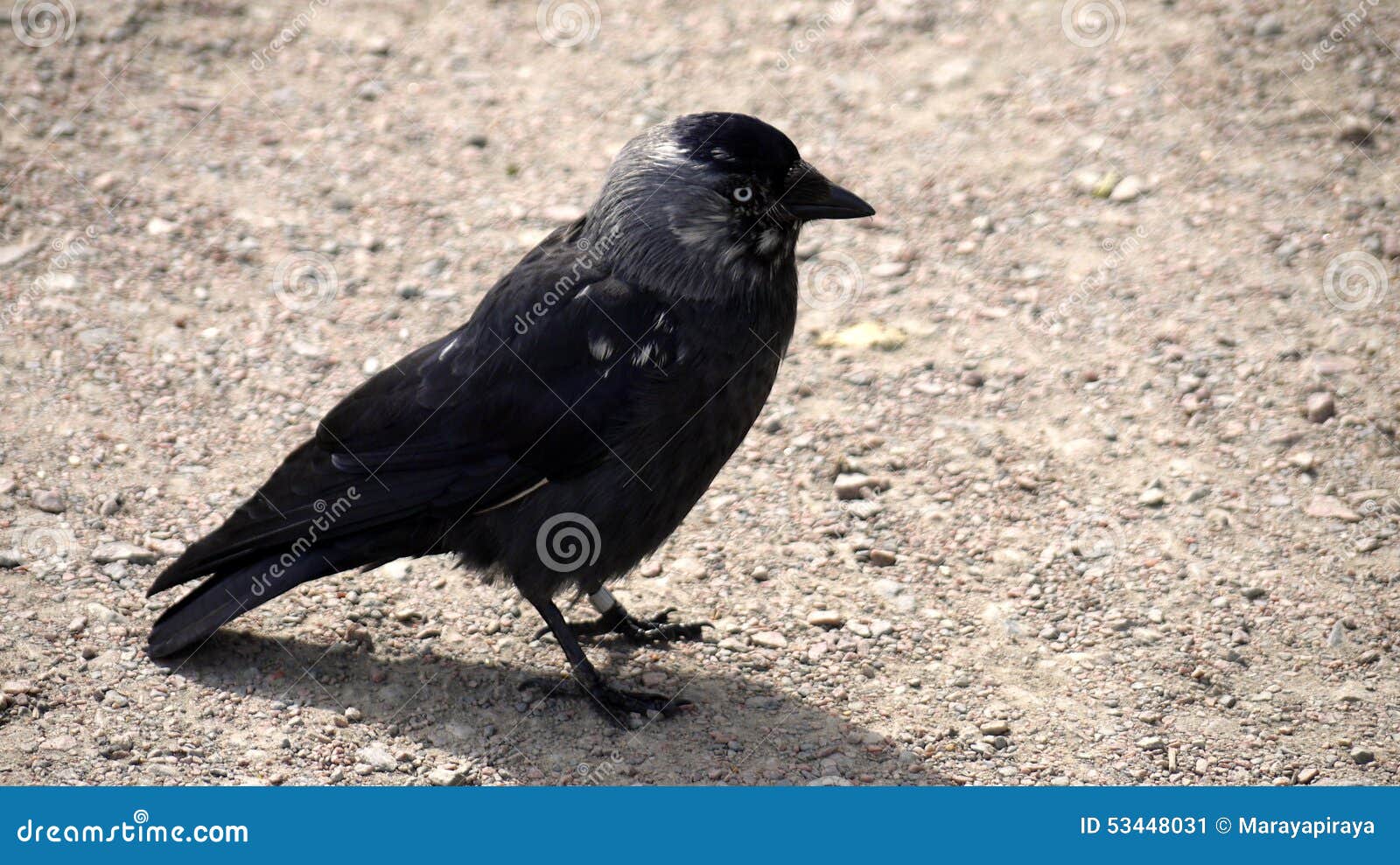 Grajo Social Con Las Plumas Blancas Imagen de archivo - Imagen de grajo ...