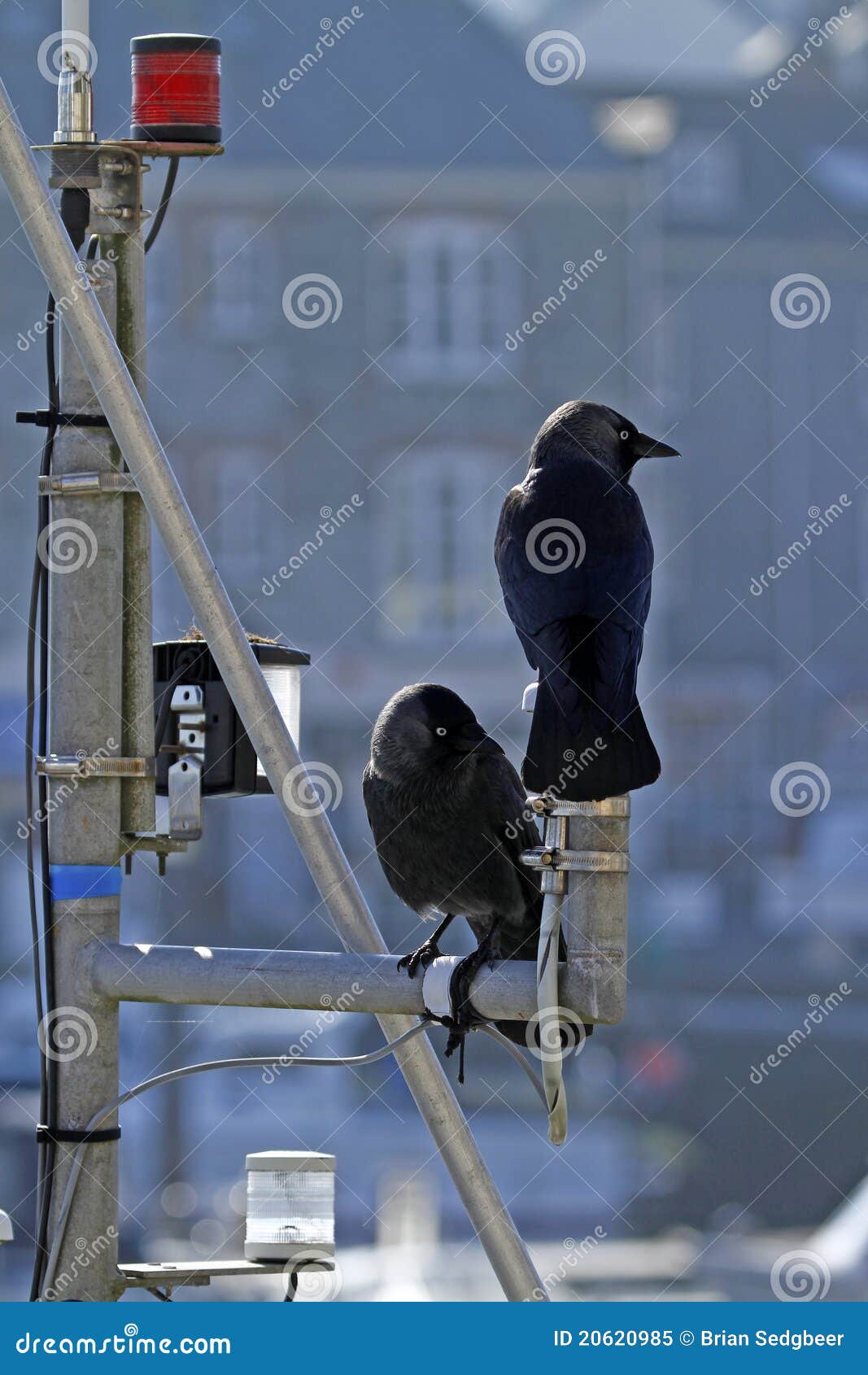 Grajos del canotaje. imagen de archivo. Imagen de social - 20620985