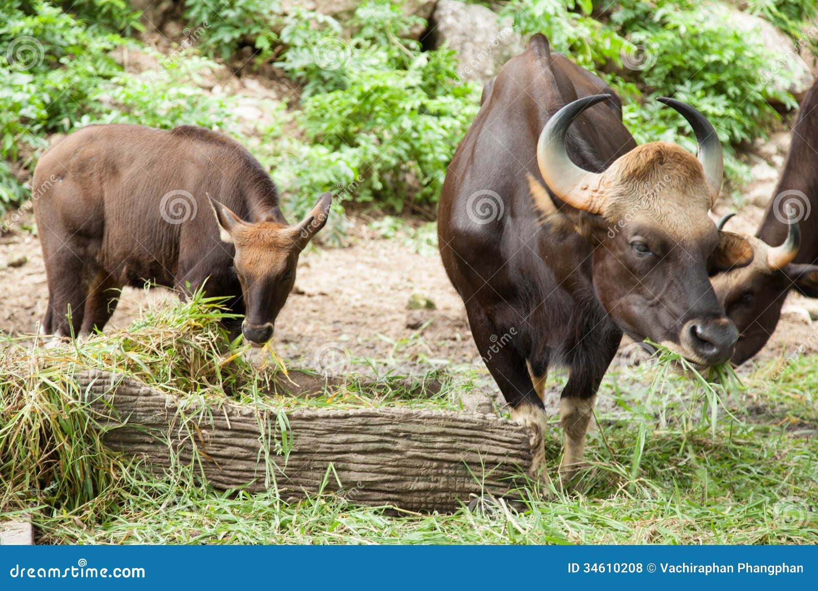 Gramíneas Forrajeras De Gaur. Foto de archivo - Imagen de coma, bisonte ...