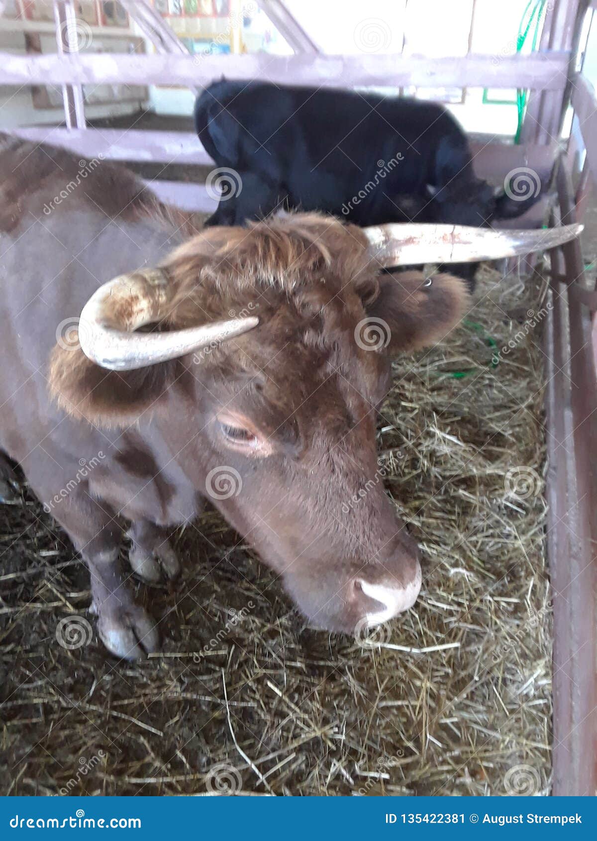 Gram Animals stock image. Image of gram, farm, animals - 135422381