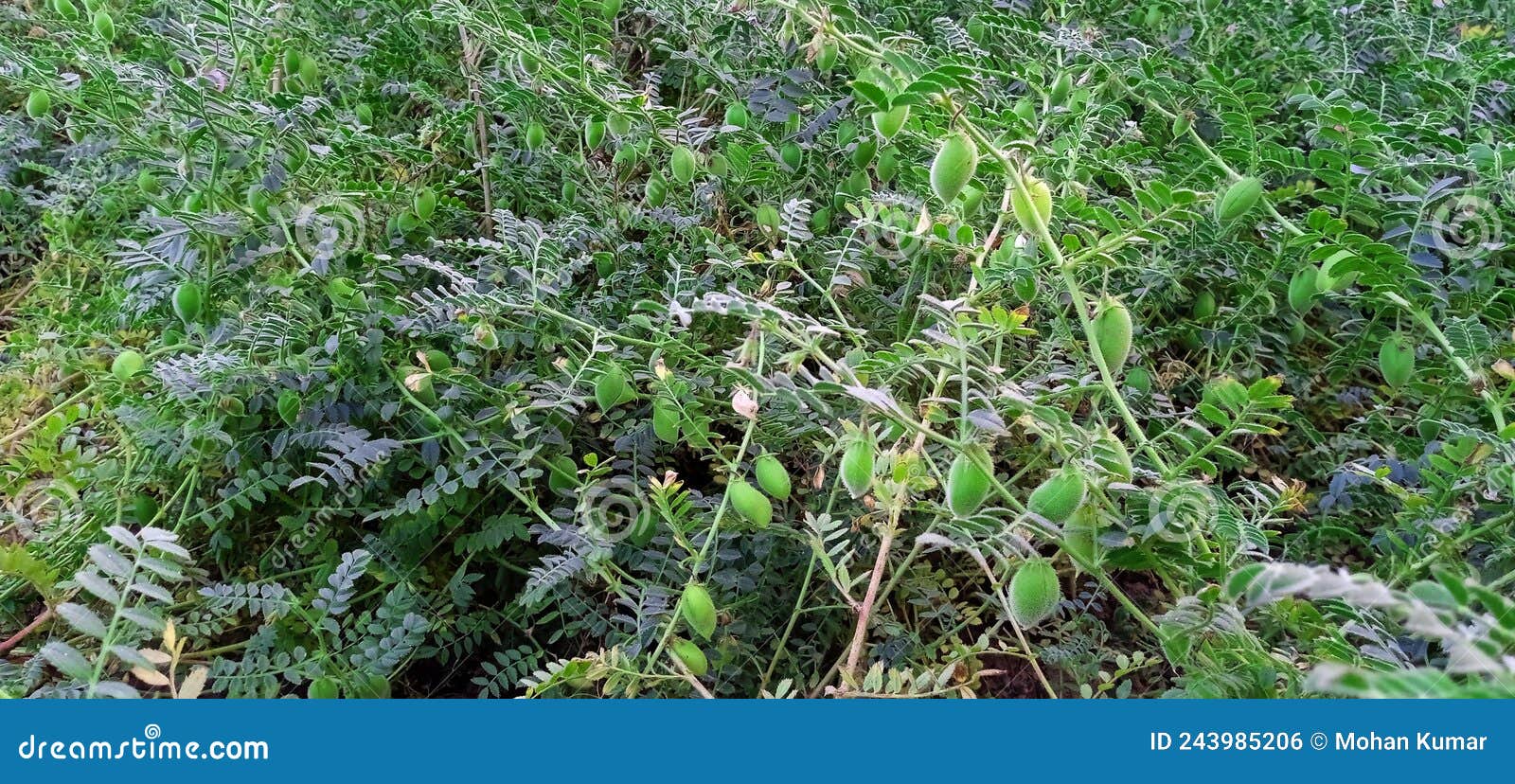 Gram or Chickpea Plants with Fruits Snap Stock Photo - Image of animals ...