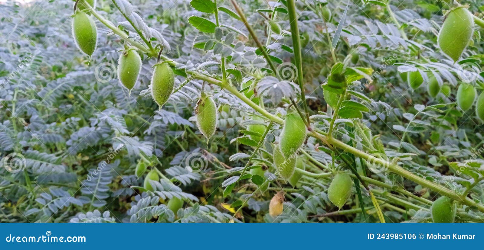 Gram or Chickpea Plants with Fruits Stock Photo - Image of person ...